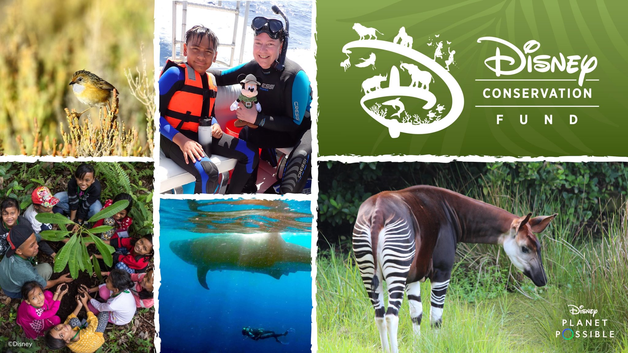 Disney Conservation Grants to Benefit Communities and Wildlife in 25 ...