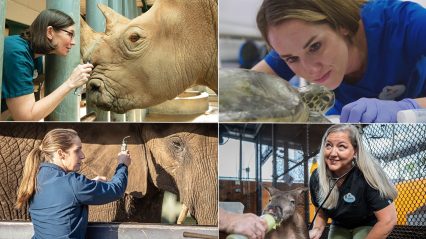 Disney’s Female Veterinarians Take Lead Role Caring for Creatures Great ...