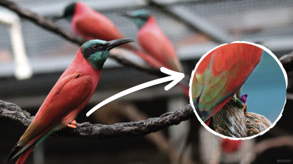 Cutting-Edge Tech Reveals Secrets of Birds at Animal Kingdom
