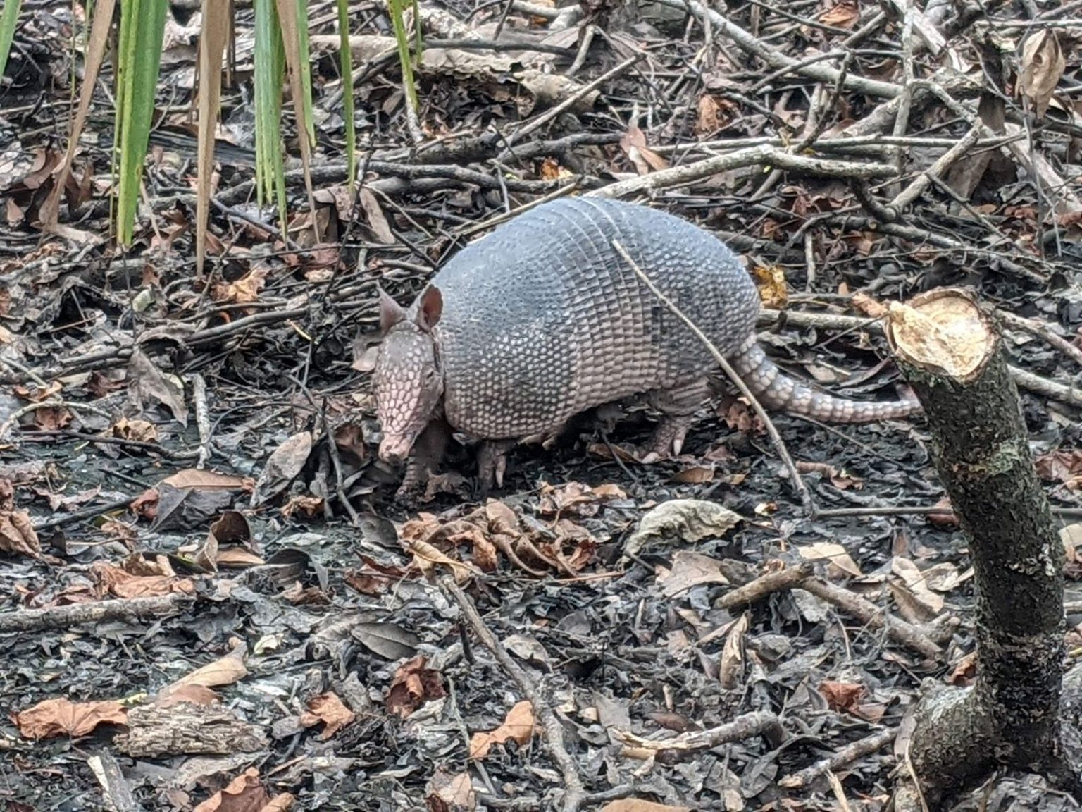Who is Lari the Armadillo? | Disney Parks Blog