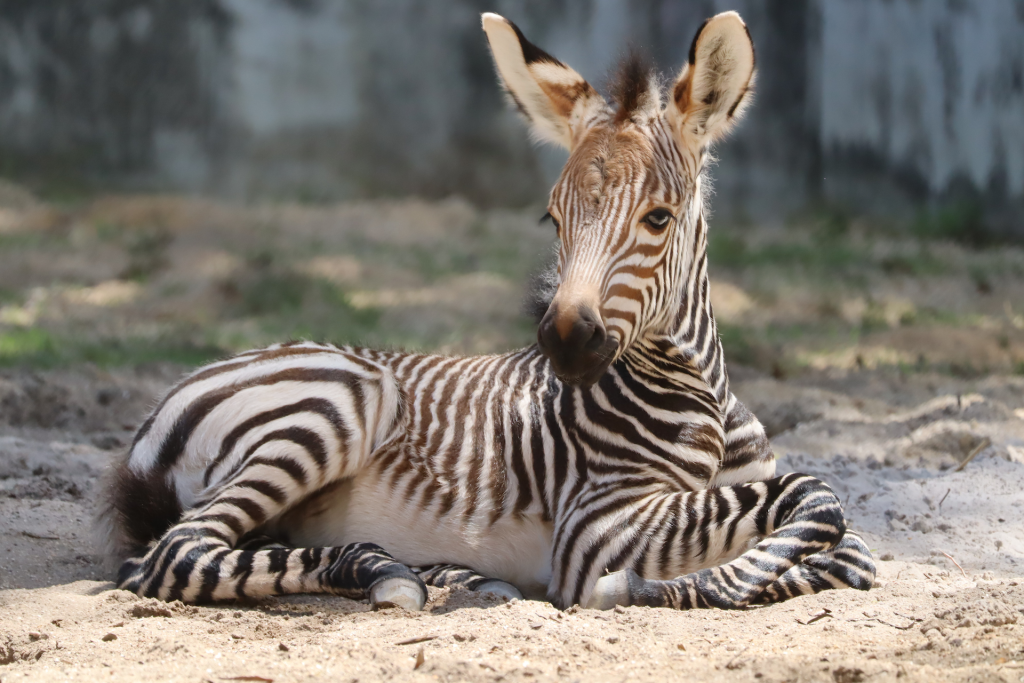 Summer of (Zebra) Stripes Arrives at Walt Disney World - Disney Parks Blog