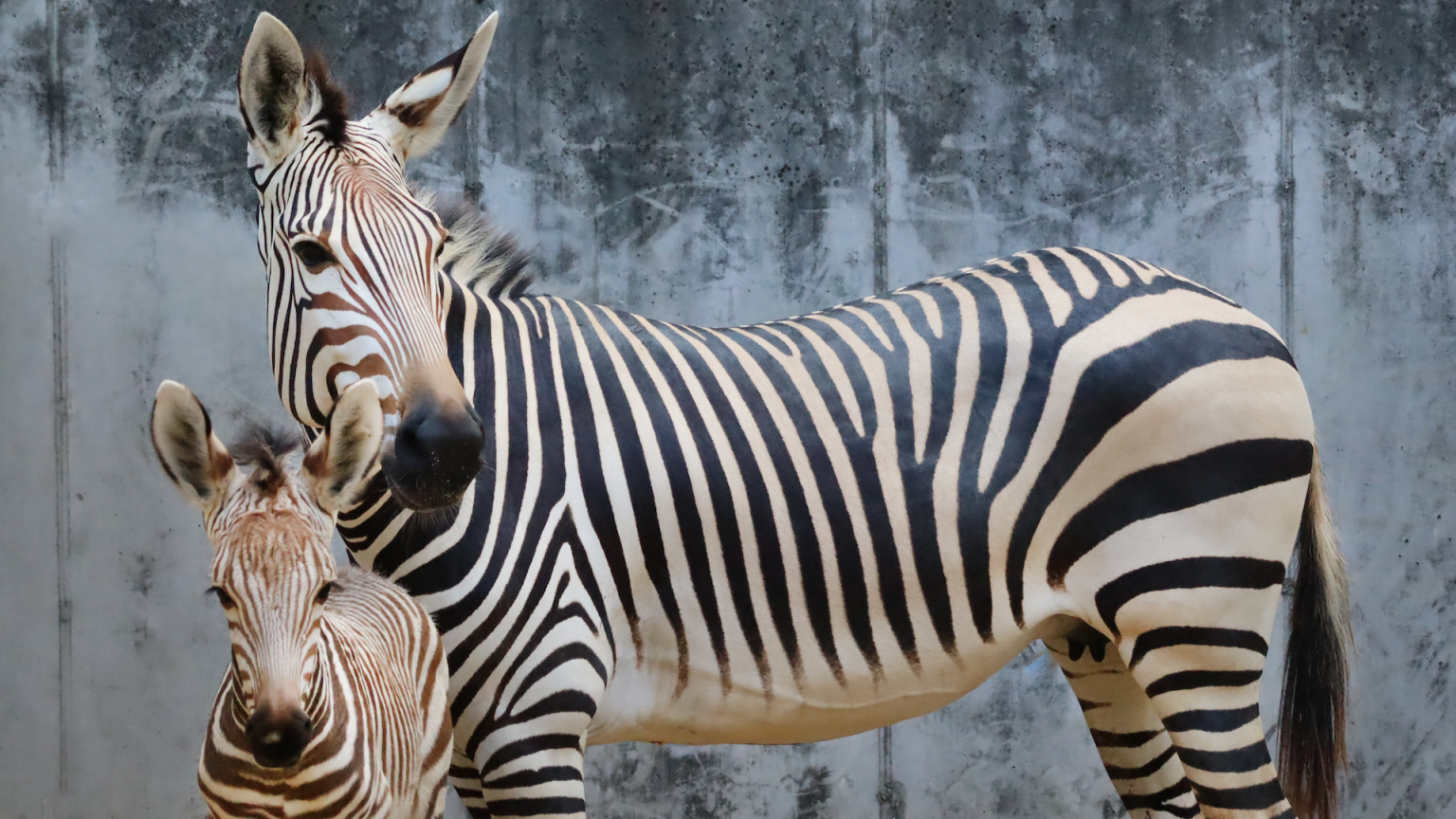 Summer of (Zebra) Stripes Arrives at Walt Disney World - Disney Parks Blog