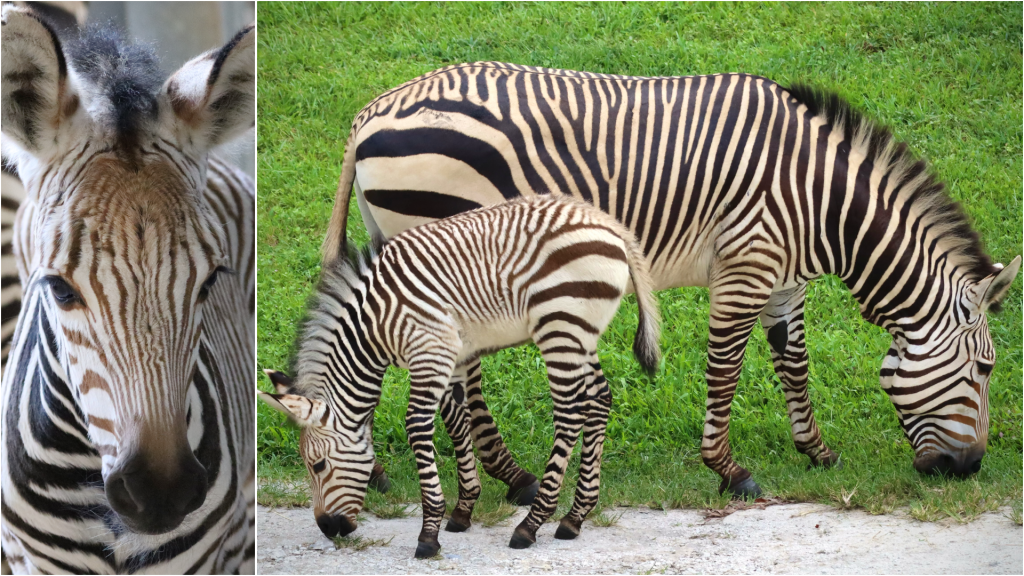 Summer of (Zebra) Stripes Arrives at Walt Disney World - Disney Parks Blog