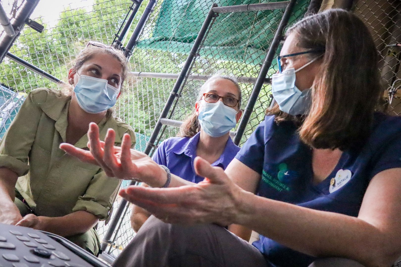 A Roaring Arrival: Meet the New Baby Tiger at Animal Kingdom