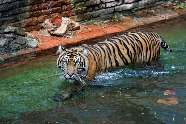 A Roaring Arrival: Meet the New Baby Tiger at Animal Kingdom