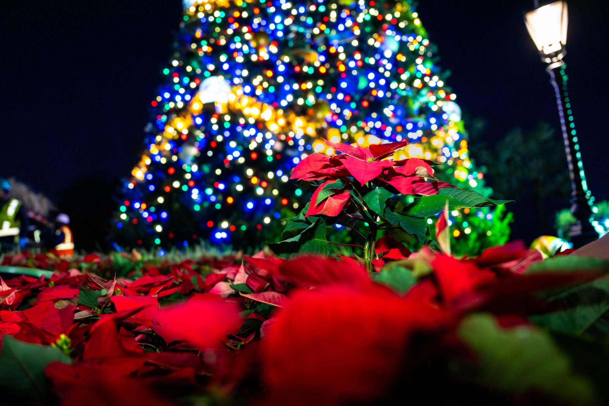 Here Come 100,000 Poinsettias at Disney World