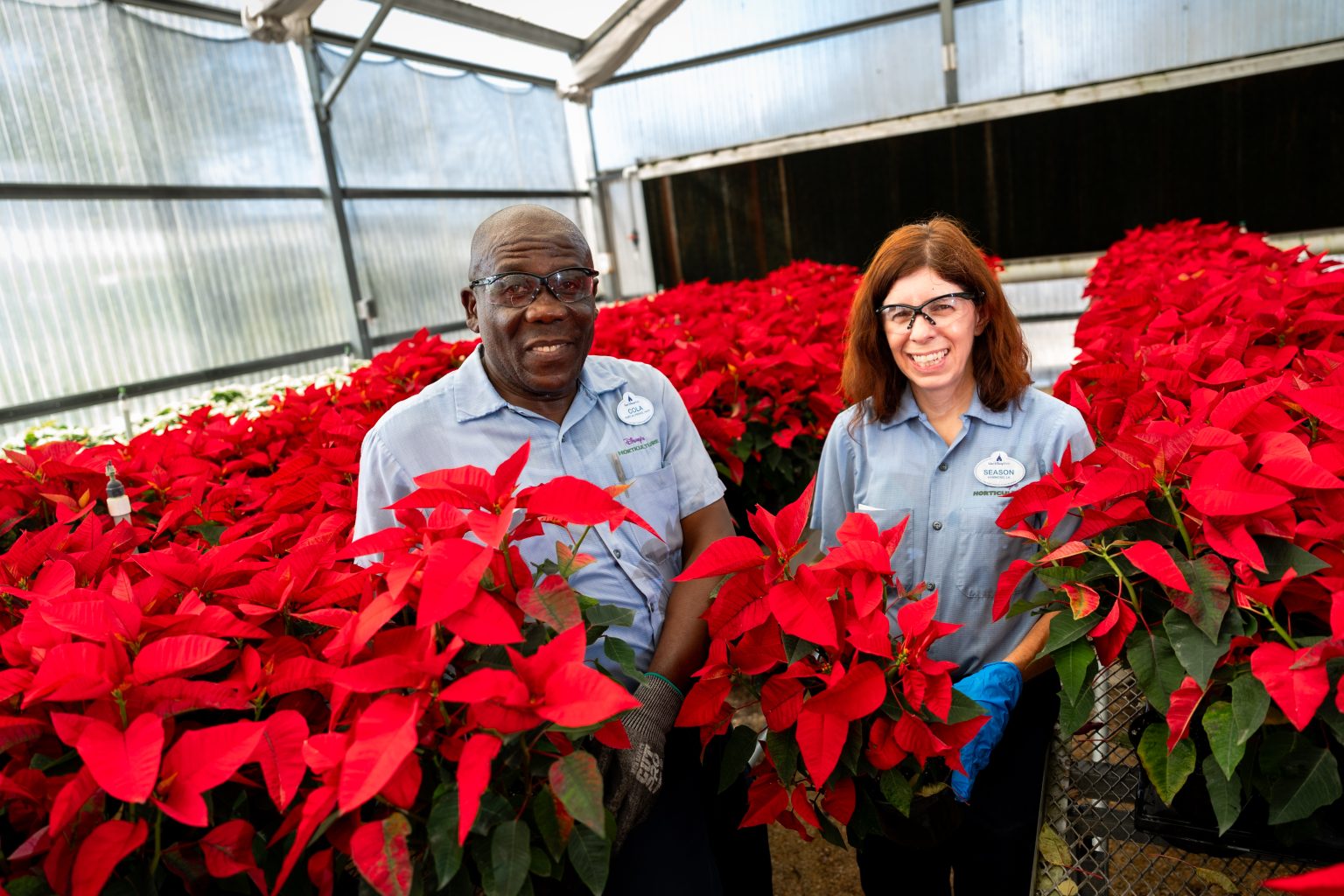 Here Come 100,000 Poinsettias at Disney World