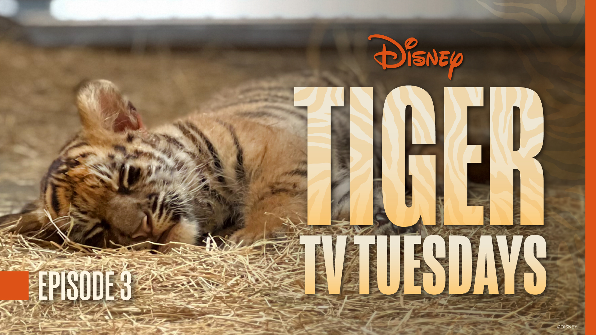 Walt Disney World Resort Archives - Disney Parks Blog