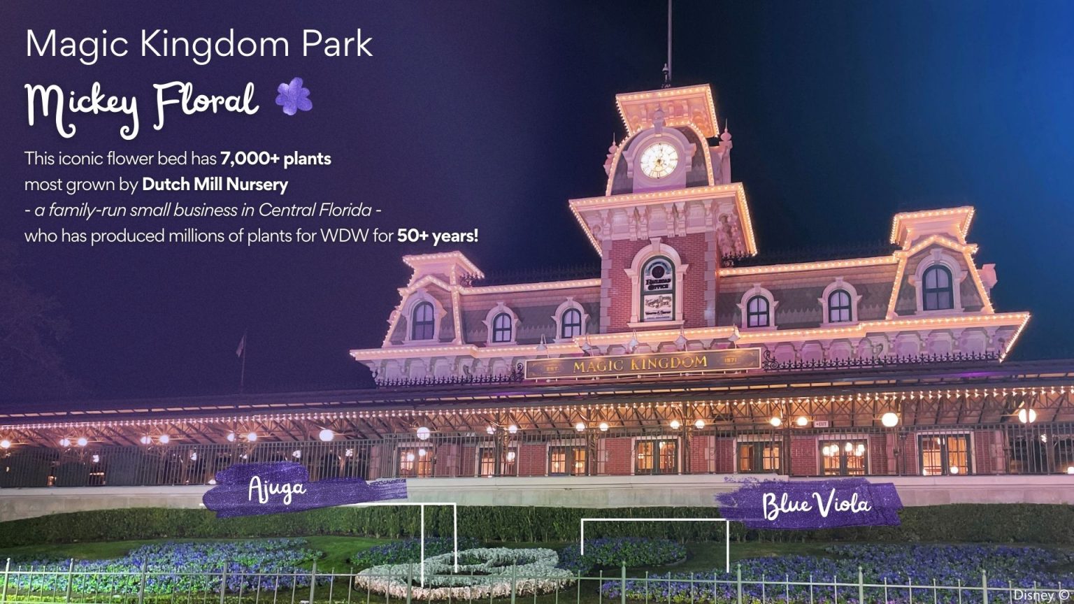 Disney World and Dutch Mill Nursery Bloom Together