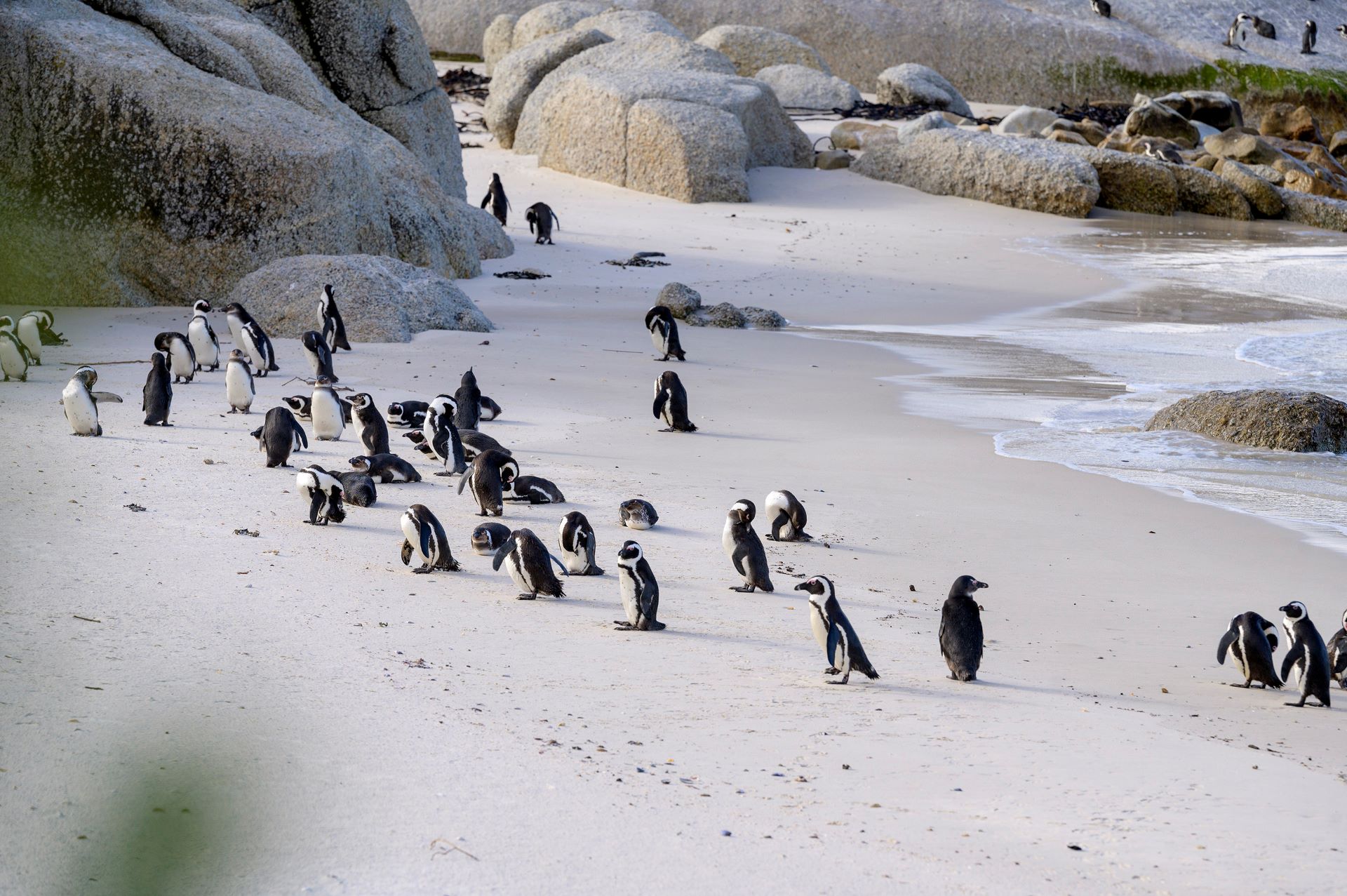 Here's How to See Penguins on Nat Geo Expeditions
