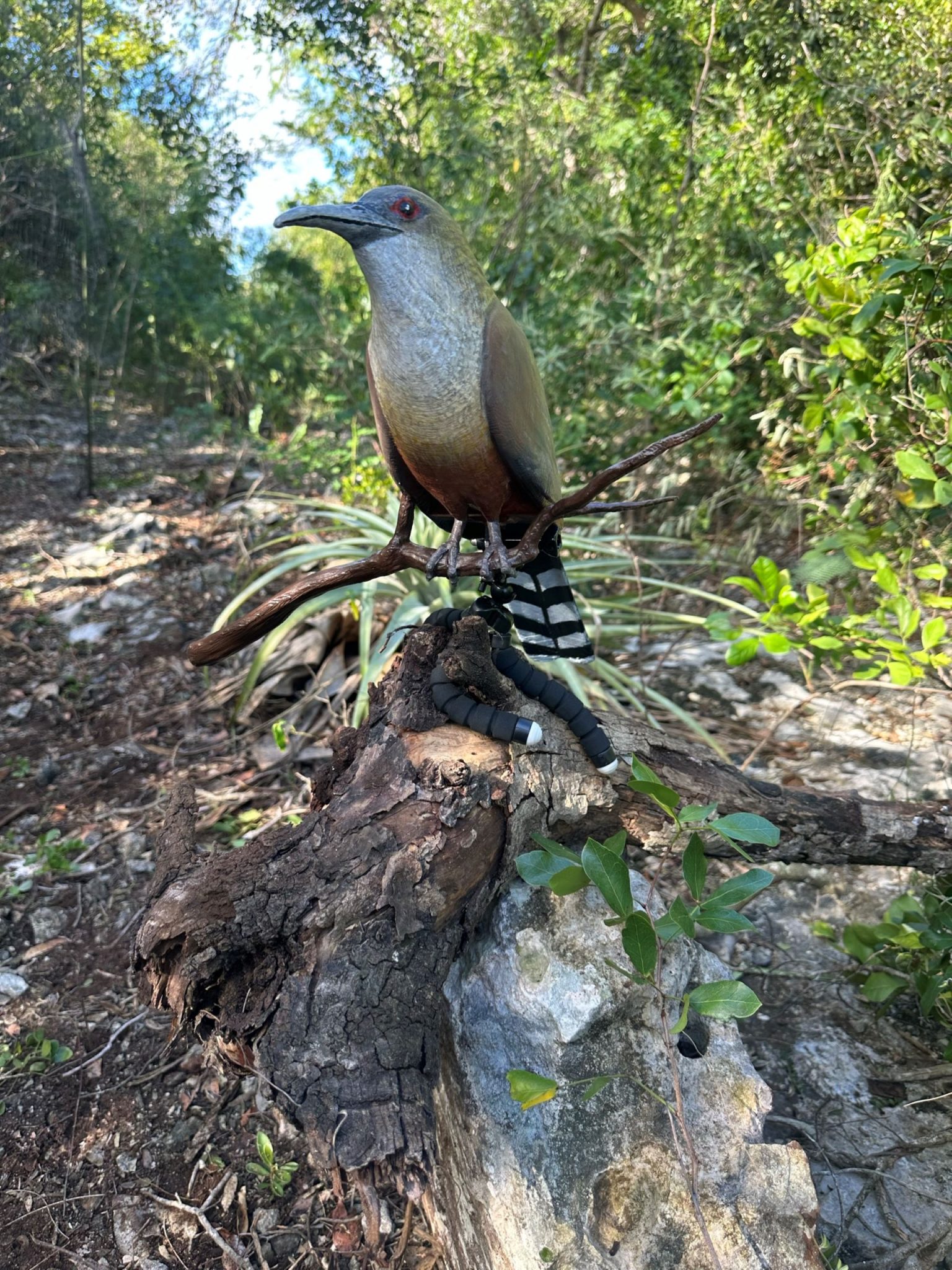 Disney Prints a Great Lizard Cuckoo Model Bird