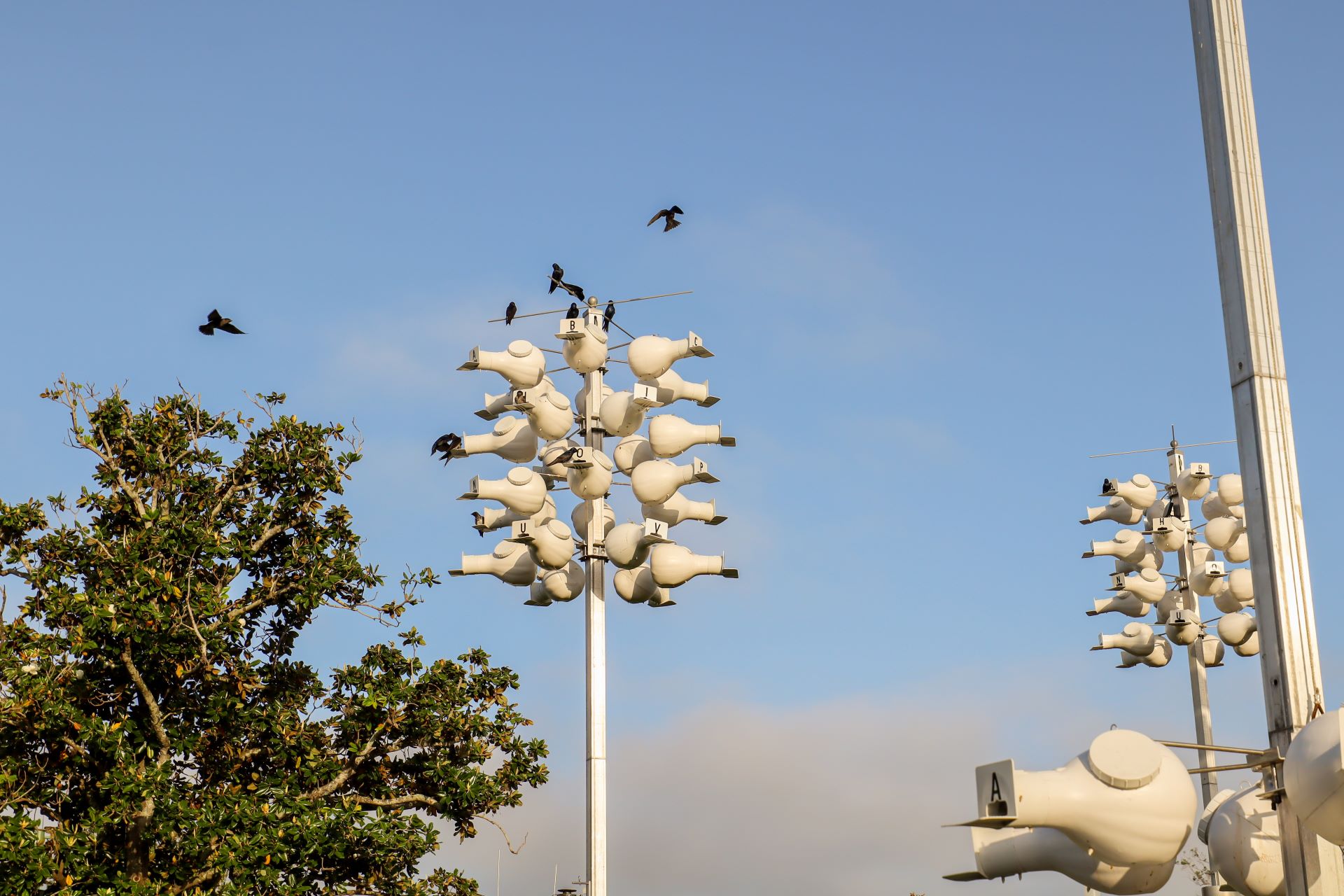Purple Martins Return to Walt Disney World for Nesting Season ...