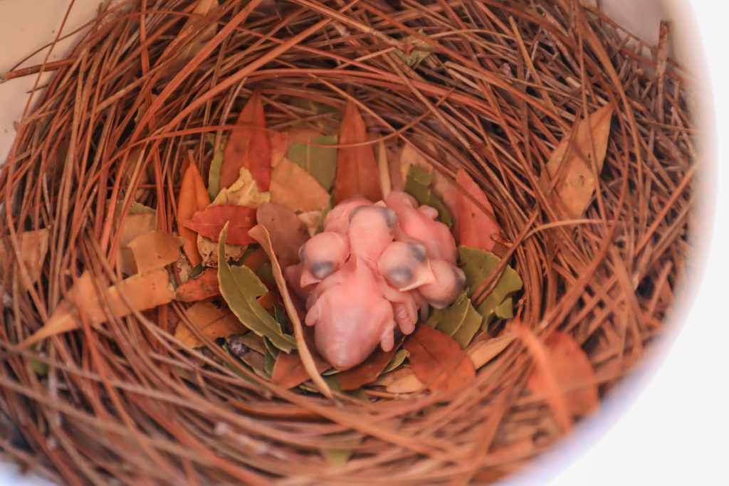 Purple Martins Return to Houses at Disney World