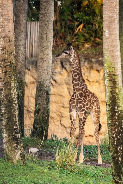 Baby Giraffe at Animal Kingdom: Meet Little Tucker