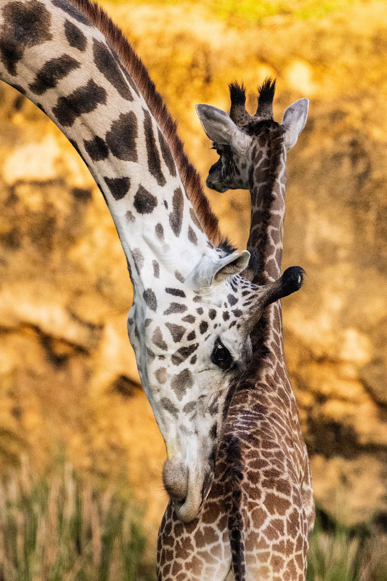 Baby Giraffe at Animal Kingdom: Meet Little Tucker