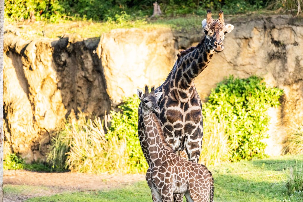 Baby Giraffe at Animal Kingdom: Meet Little Tucker