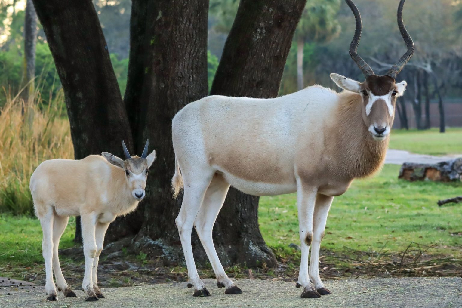 Baby Animals at Animal Kingdom with Their Moms