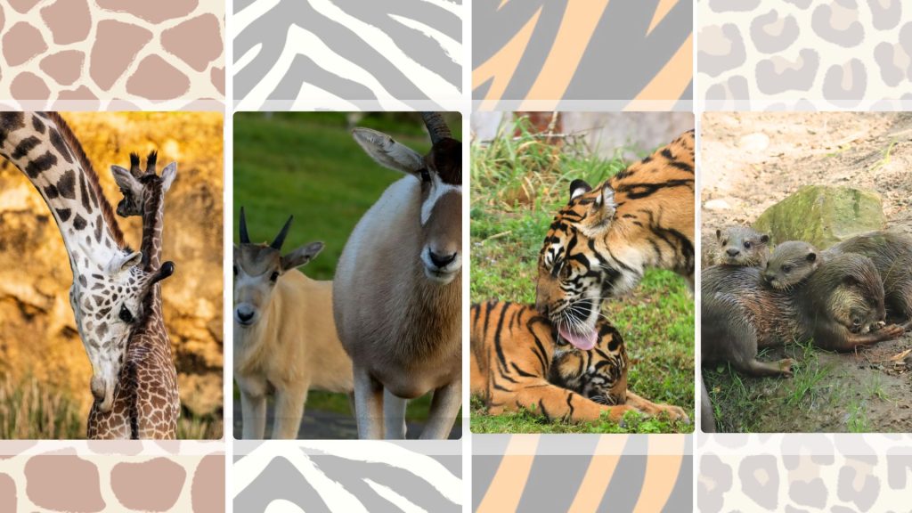 Baby Animals at Animal Kingdom with Their Moms