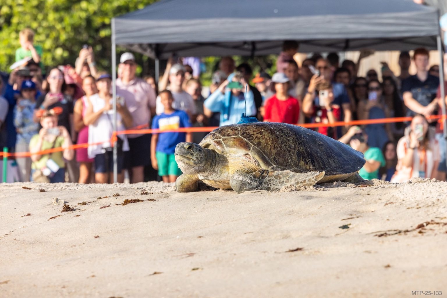 2025 Tour de Turtles at Vero Beach Resort