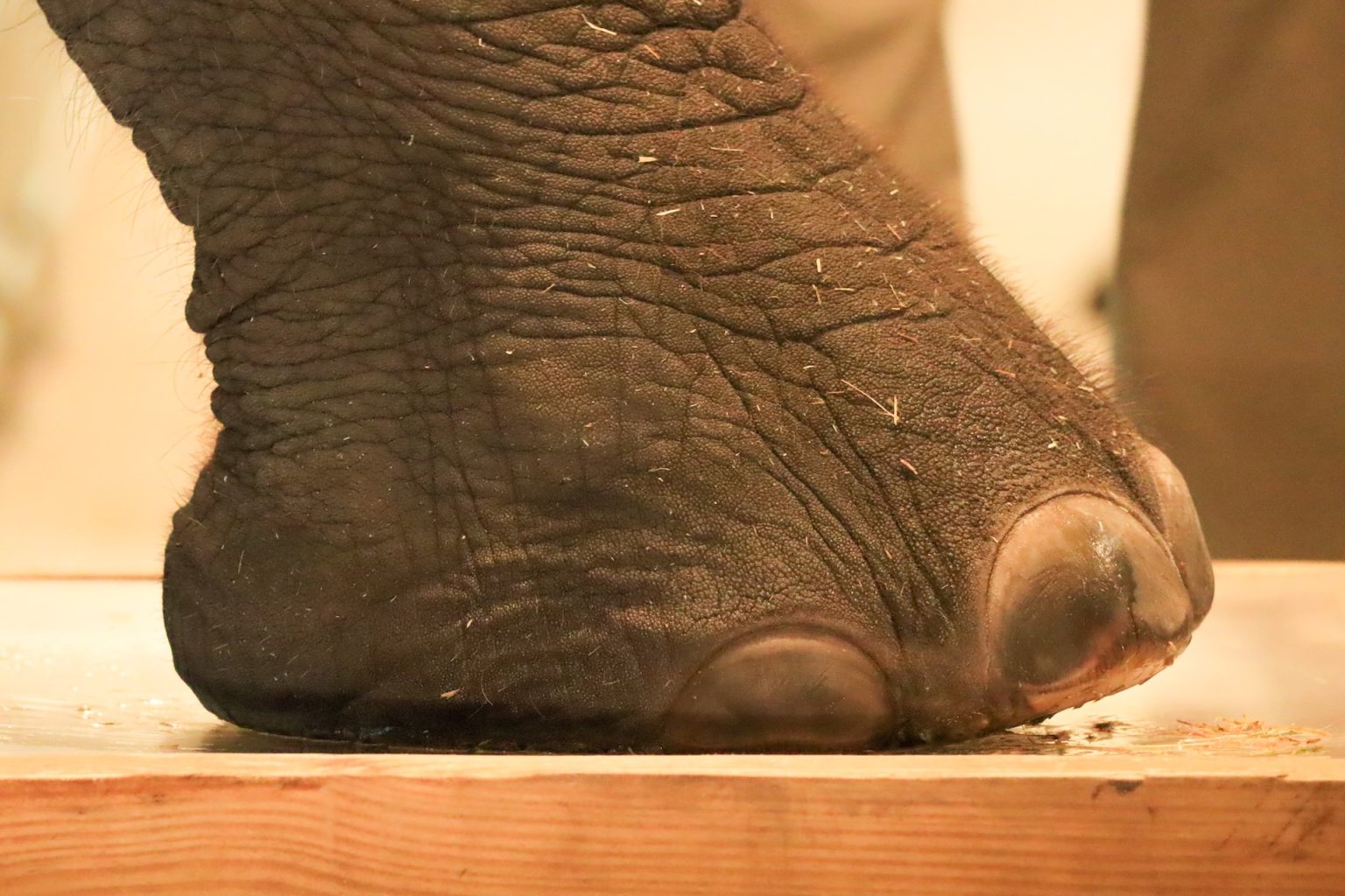 Elephant Foot X-Rays at Animal Kingdom