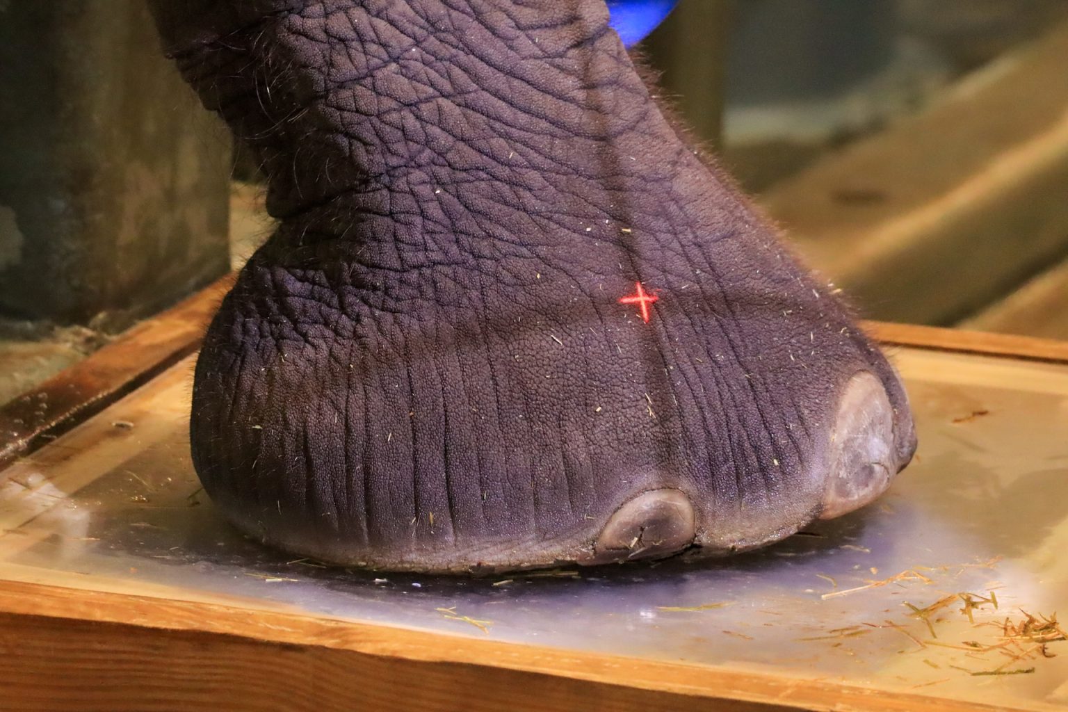 Elephant Foot X-Rays at Animal Kingdom