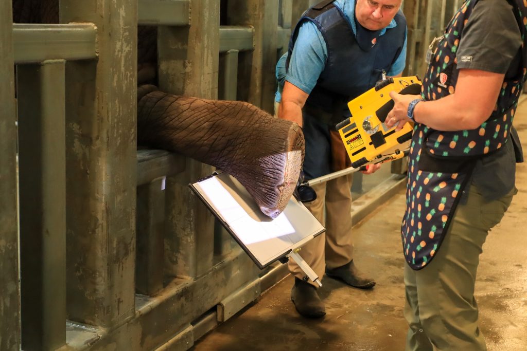 Behind the Scenes: How Disney’s Animal Kingdom Cares for Elephant Feet ...