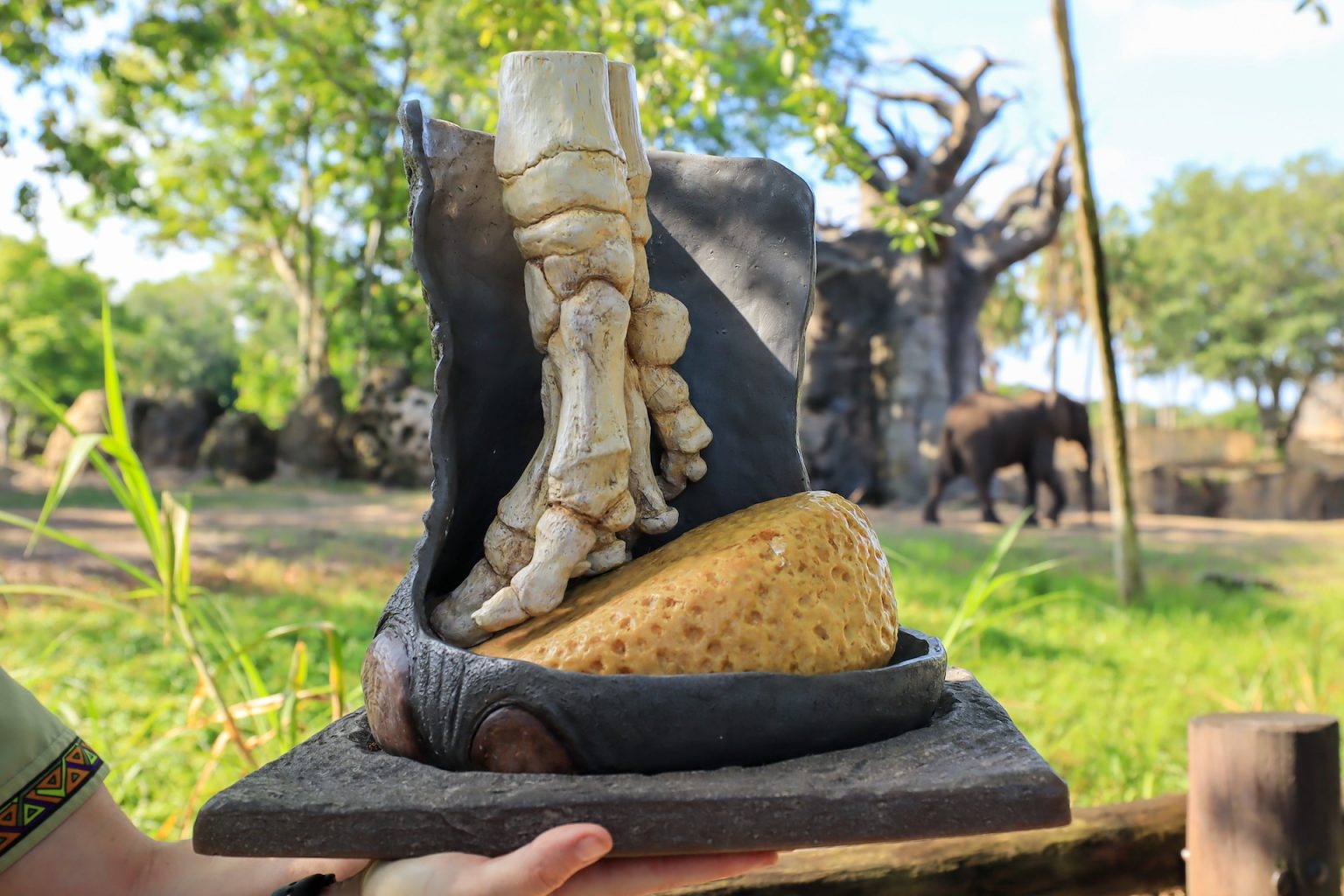 Elephant Foot X-Rays at Animal Kingdom