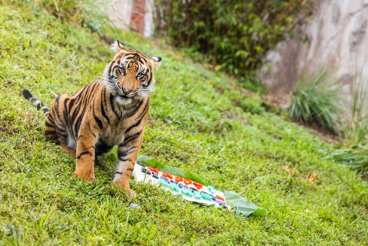 Bakso the Tiger Turns One at Animal Kingdom | The Main Street Mouse