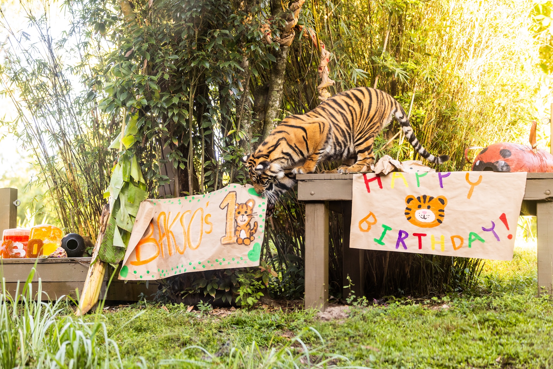 Bakso the Tiger Celebrates First Birthday at Animal Kingdom
