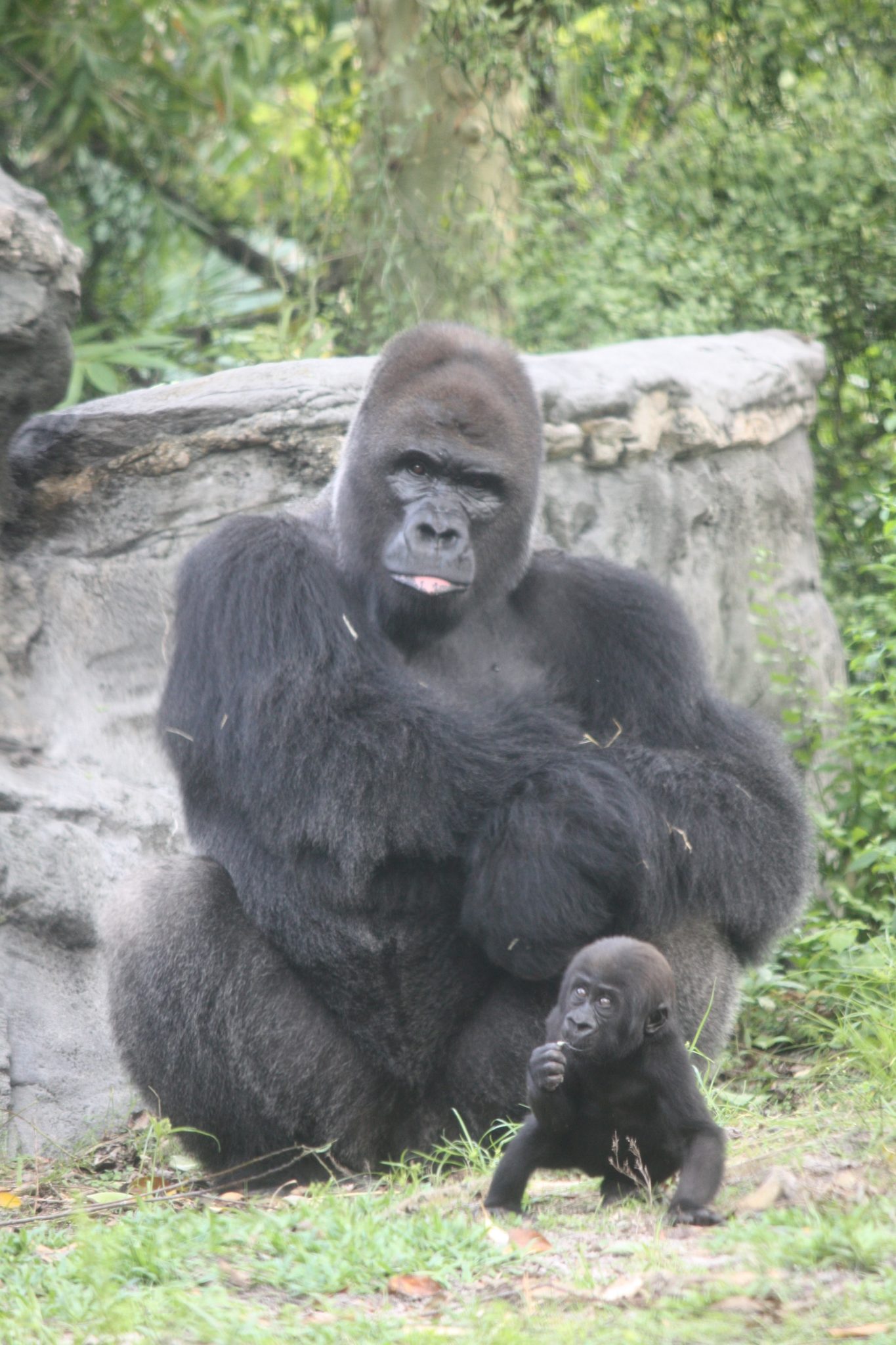Honoring the Life and Legacy of Gino the Gorilla