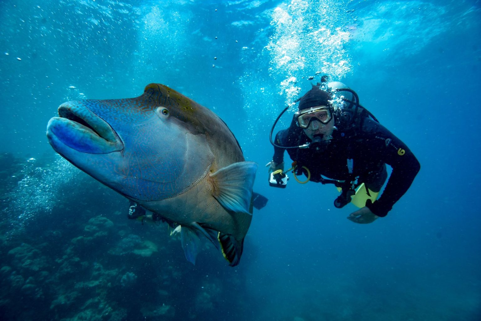 Who are the Finding Nemo Divers?